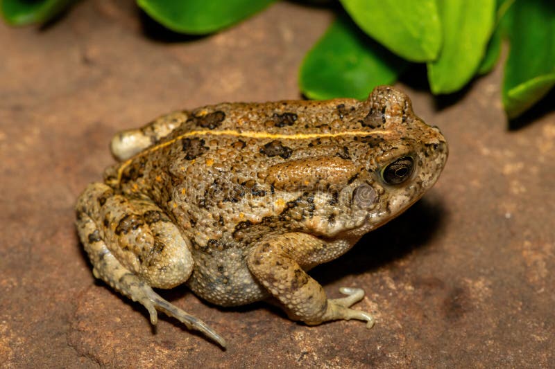 Guttural Toad (Sclerophrys Gutturalis), Also Known As a African Common ...