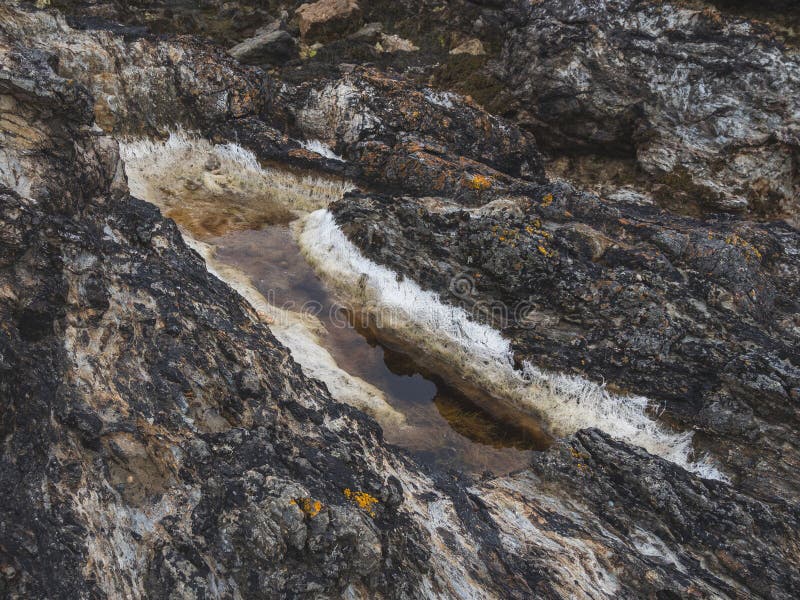 Gutweed Seaweed Salt in a Rockpool Stock Photo - Image of gutweed ...