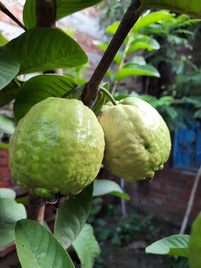 Guvava hd images stock image. Image of fruit, shrub - 191969643