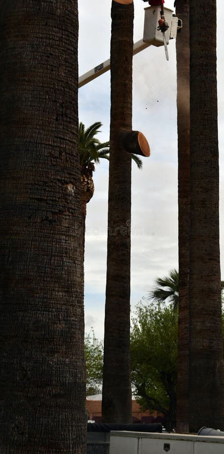 Guy Cut Down Palm Tree Price Falling Stock Image - Image of natural ...