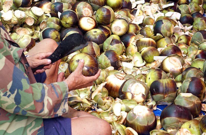 Guy Cutting To Open Sugar Palm Fruit, Toddy Trpical Plant Stock Photo ...