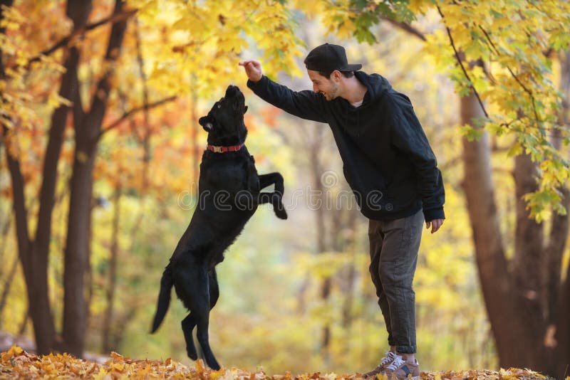 Guy with His Dog Labrador in Autumn Sunny Park Stock Photo - Image of ...