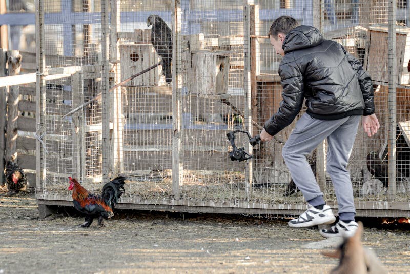 The Guy the Photographer Runs after the Chicken and Shoots it on a ...