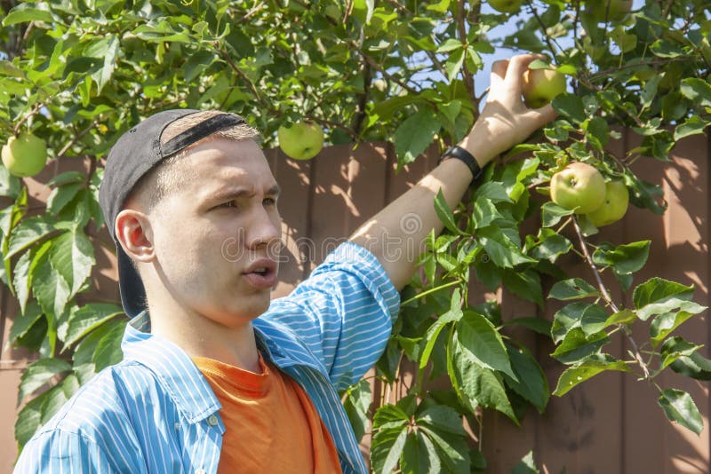 Guy Plucks an Apple from a Tree Stock Image - Image of autumn, hold ...