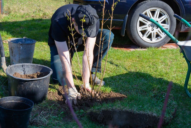 Guy put the tree stock photo. Image of bushes, gardener - 70855500