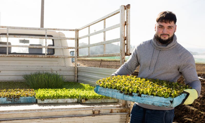 Guy Unloading Lettuce Seedlings Stock Image - Image of countryside ...