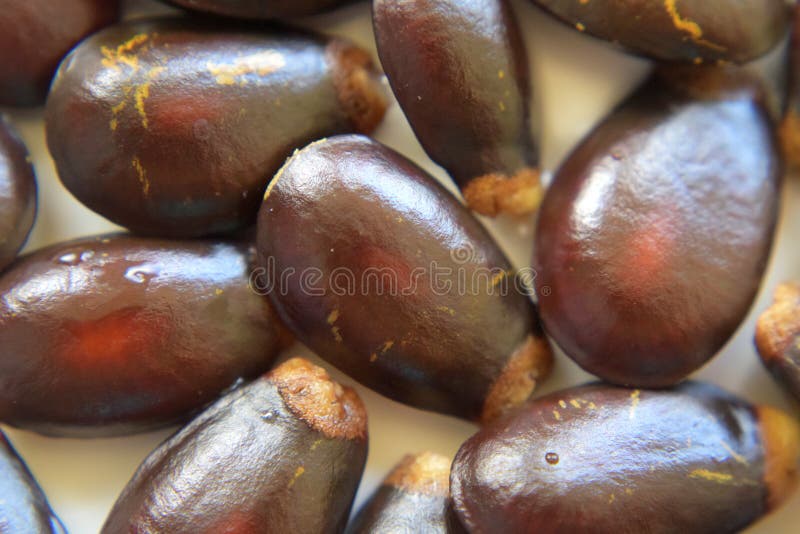 295 Guyabano Stock Photos - Free & Royalty-Free Stock Photos from ...