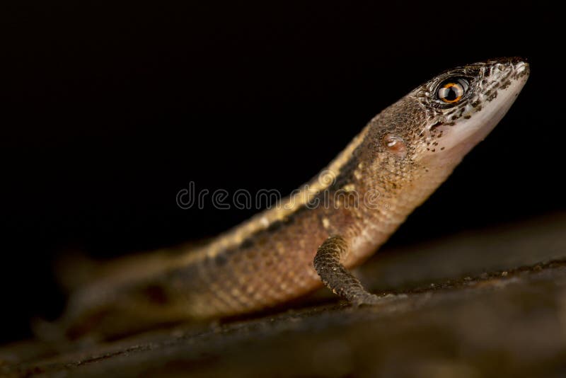 111 Teju Stock Photos - Free & Royalty-Free Stock Photos from Dreamstime