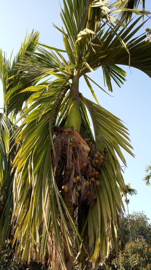 Guyava Tree Full of Guyava in Close Capture Stock Photo - Image of ...
