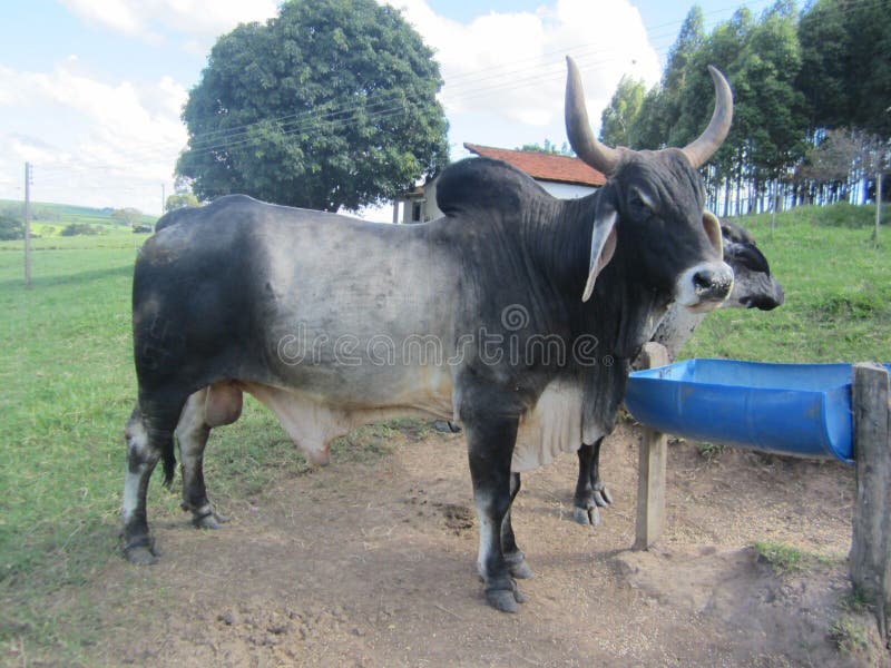 Guzera cattle stock photo. Image of animal, ranch, terrestrial - 333273724