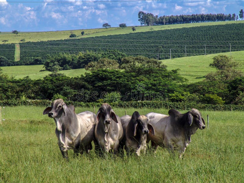 Guzera Cattle Feed in the Pasture of a Beef Cattle Farm Stock Photo ...