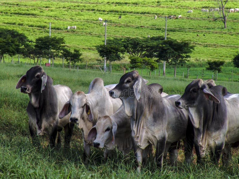 Guzera Cattle Feed in the Pasture of a Beef Cattle Farm Stock Image ...