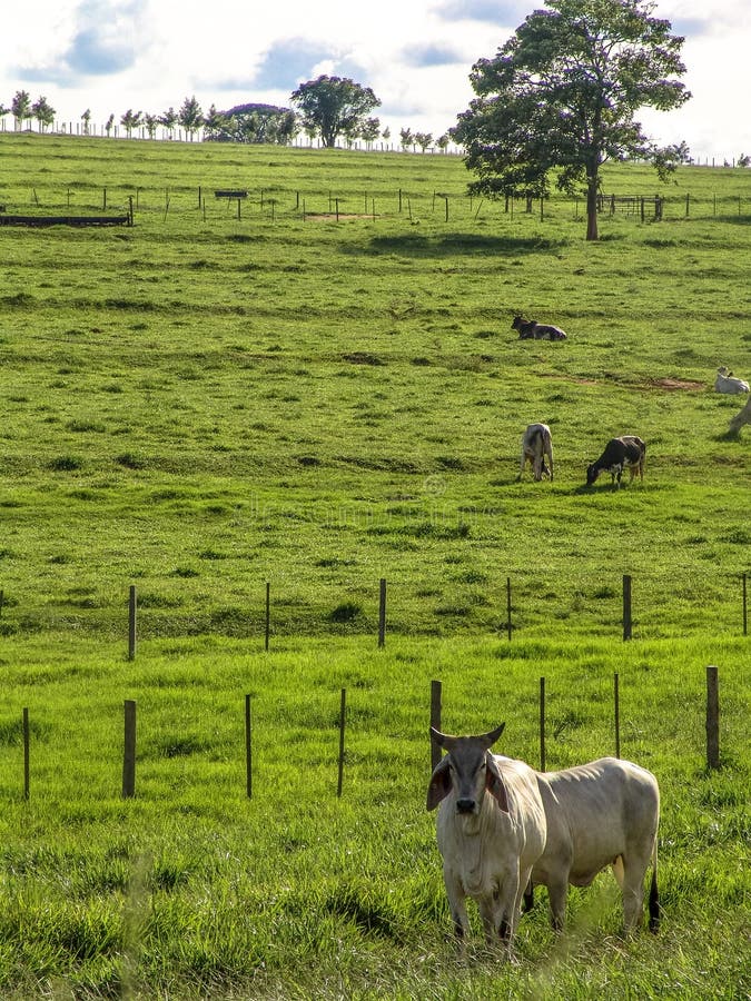 Guzera Cattle Feed in the Pasture of a Beef Cattle Farm Stock Photo ...