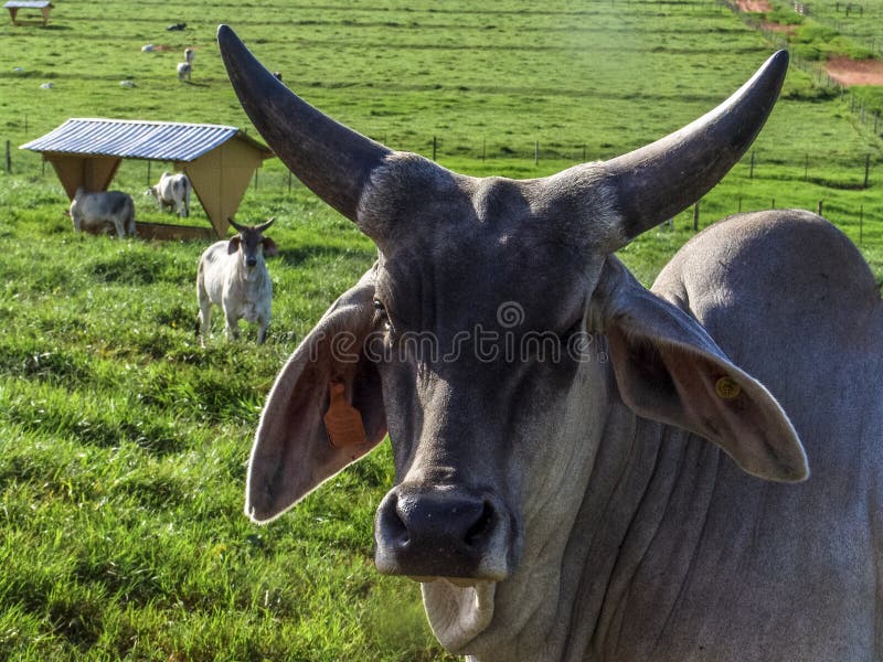 Guzera cattle stock photo. Image of economy, production - 97774010