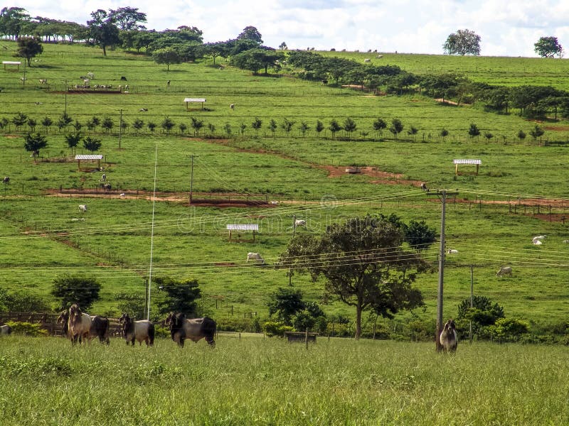 Guzera cattle editorial photo. Image of production, economy - 97773706