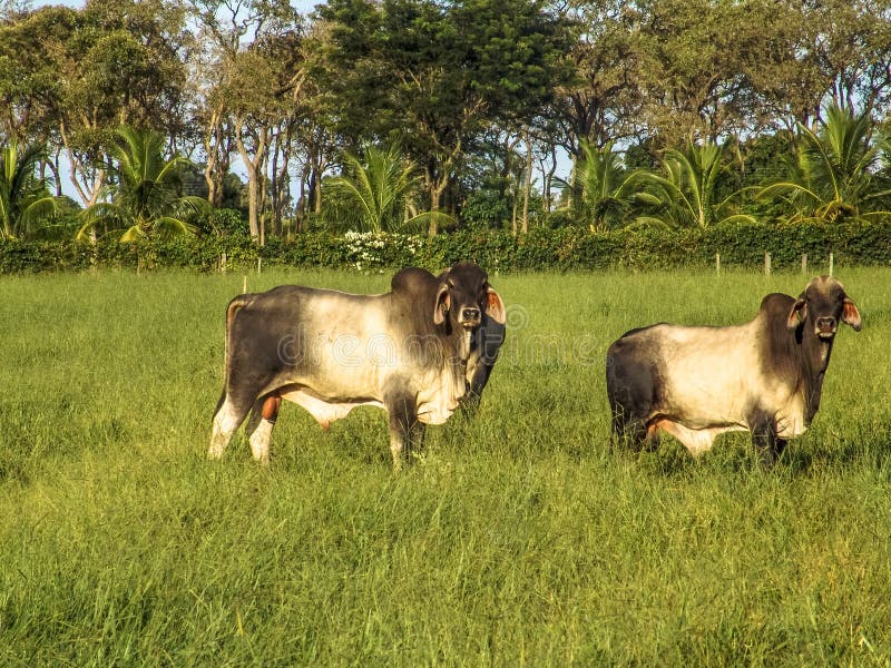 Guzera cattle stock image. Image of herd, guzera, rural - 97774159