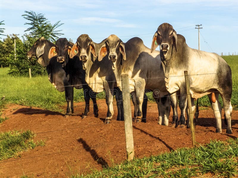 Guzera cattle stock image. Image of economy, animal, guzera - 97774231