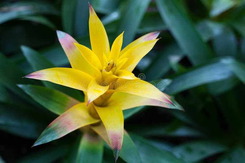 Guzmania in bloom stock photo. Image of perennial, bright - 175641510