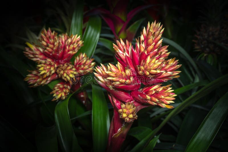 Guzmania Candy Red Bromeliaceae Tillandsioideae Foto de Stock - Imagem ...