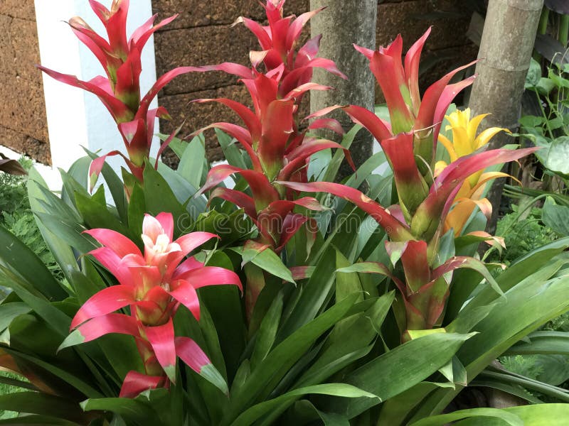 Guzmania lingulata flower. stock photo. Image of garden - 91007192