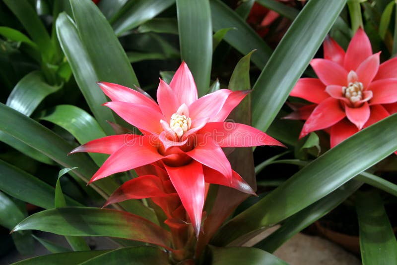Guzmania lingulata stock image. Image of plant, decorative - 54039493
