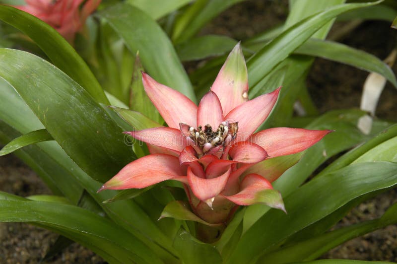 Guzmania x magnifica stock photo. Image of bloom, striking - 762356