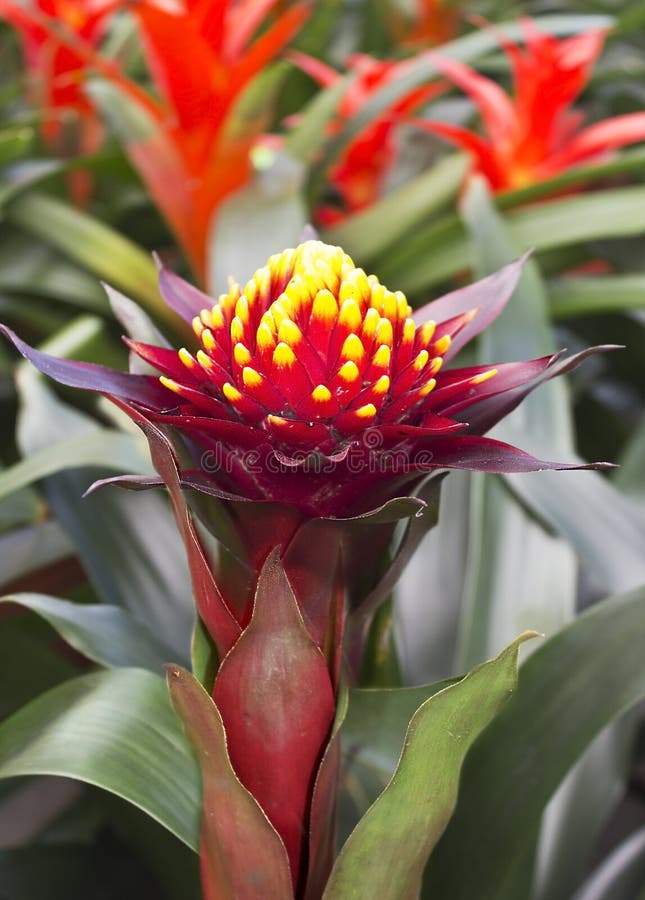 Flower Bromeliad Blue 2 stock image. Image of bloom, garden - 11664867