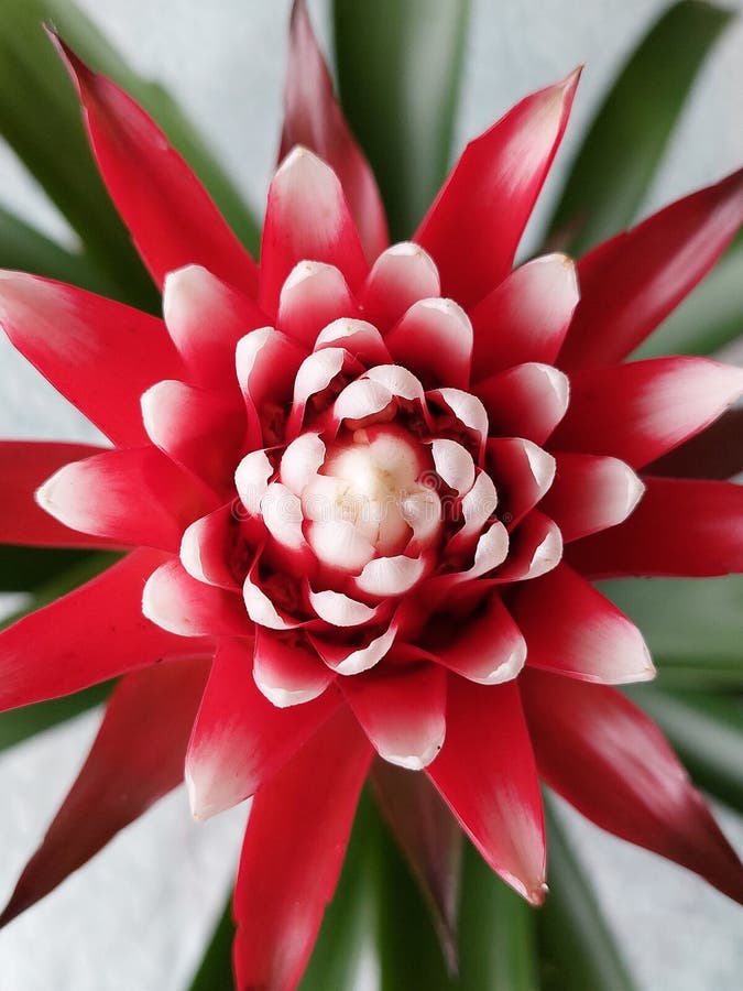 Guzmania monostachia stock image. Image of blooming - 270920759