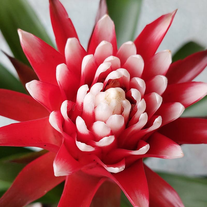 Guzmania monostachia stock photo. Image of west, striped - 270921364