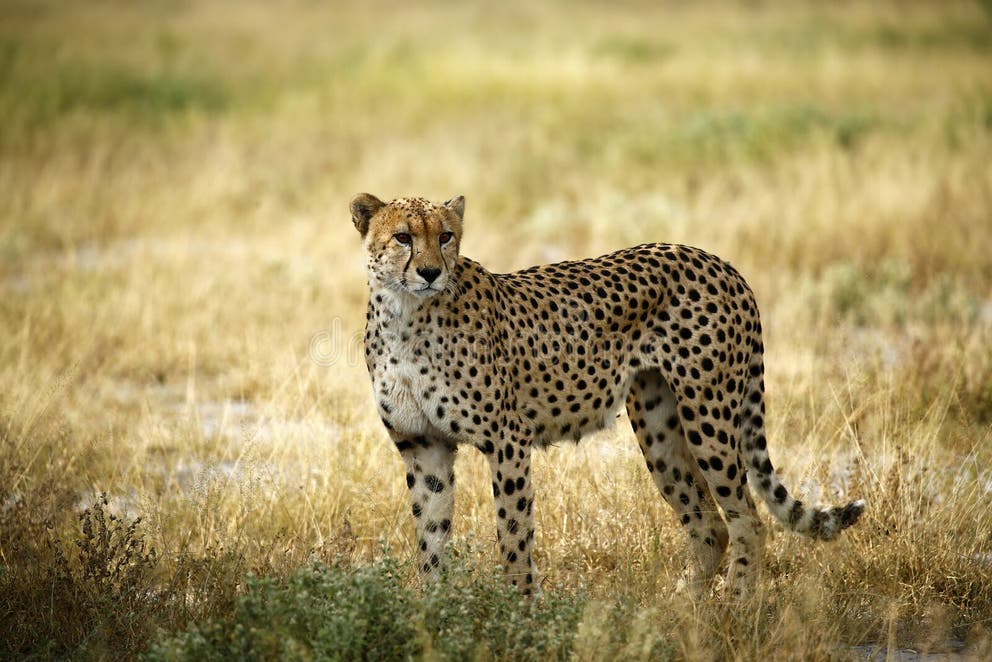 Guépard majestueux photo stock. Image du beau, guépards - 91909906