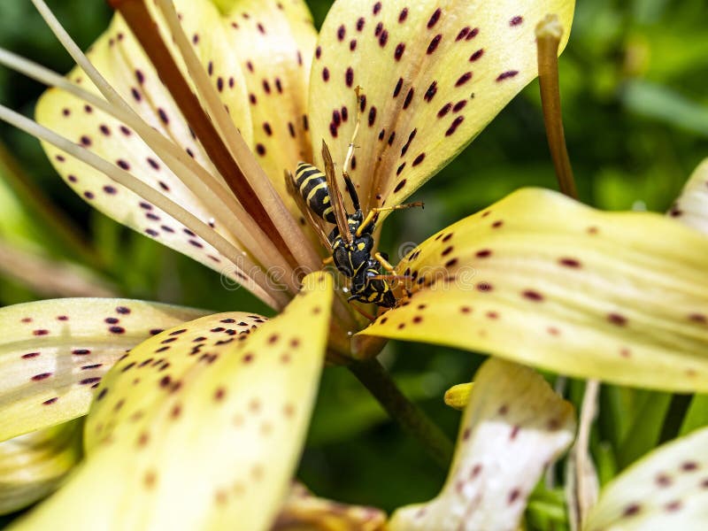 Guêpe Dangereuse Reposant Sur Une Macro Fleur-de-lys Tigré Image stock ... Guêpe Dangereuse Reposant Sur Une Macro Fleur-de-lys Tigré Image stock ...