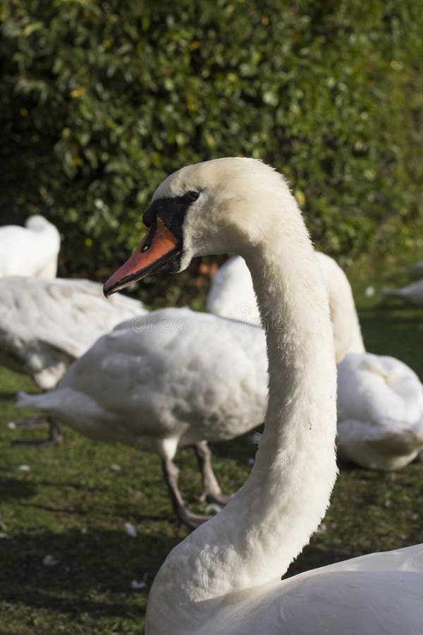 White royal swans stock photo. Image of grace, light, couple - 3163970