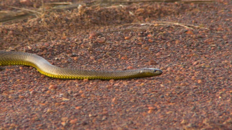 Profile View of a Gwardar Snake Stock Footage - Video of long, serpent ...