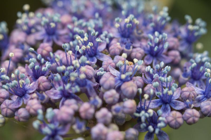 A Close Up Image of a Bunch Violet Flowers. Stock Photo - Image of ...