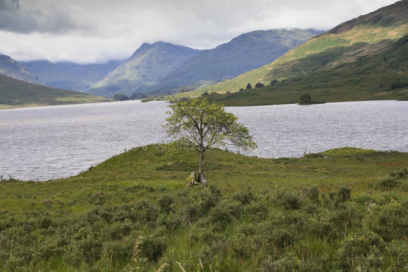 A Lonely Tree in the Scottish Highlands Stock Photo - Image of ...