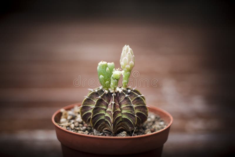 Gymnocalycium Lb2178 Híbrido Do Cactus Imagem de Stock - Imagem: 183822147