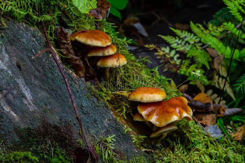 Gymnopilus Penetrans, Known As Common Rustgill, Mushrooms Stock Photo ...