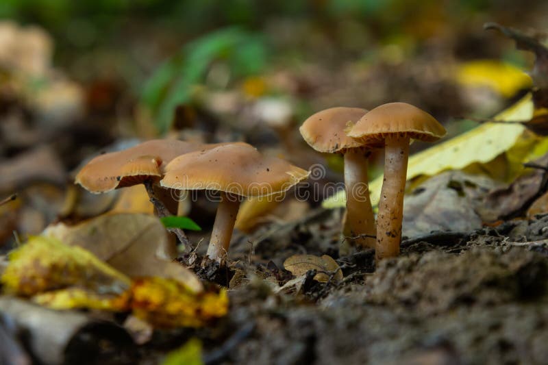 Gymnopus Hariolorum Mushrooms on the Old Stump Stock Photo - Image of ...