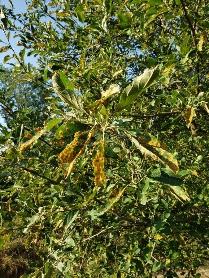 Gymnosporangium Juniperi-virginianae is a Plant Pathogen that Causes ...