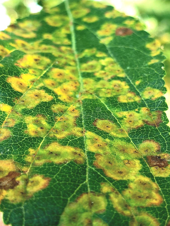 Gymnosporangium Juniperi-virginianae is a Plant Pathogen that Causes ...