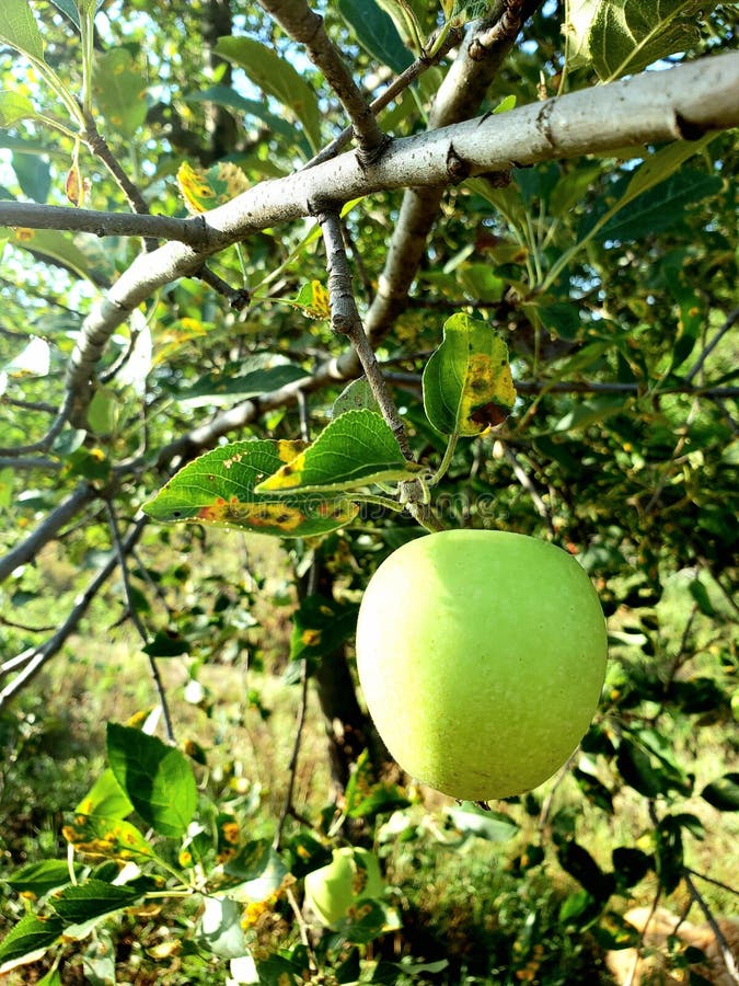 Gymnosporangium Juniperi-virginianae is a Plant Pathogen that Causes ...