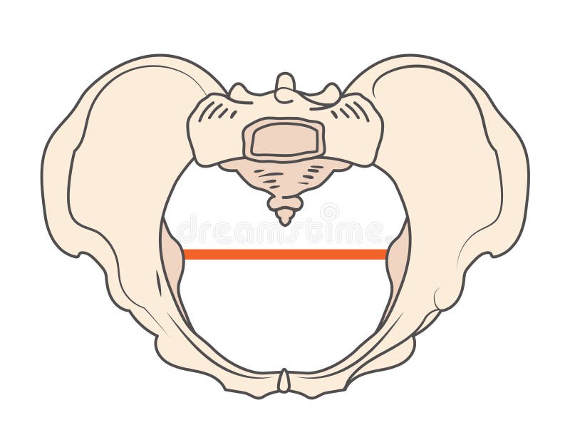 Gynecoid Pelvis Shape with Round / Circular Shape Stock Vector ...