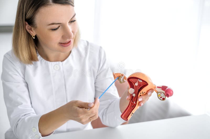 The Gynecologist Shows the Structure and Principle of Operation of ...