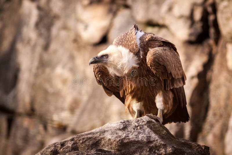 Gyps fulvus, Bald vulture stock photo. Image of animal - 97363292