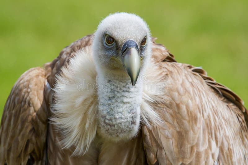 Gyps fulvus stock image. Image of fulvus, beak, animal - 35084361