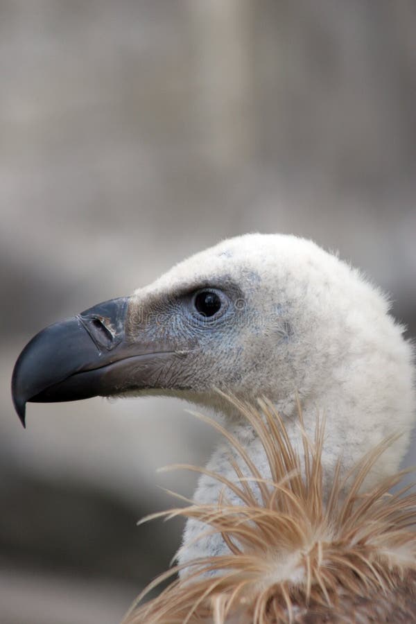 Gyps himalayensis head stock image. Image of carnivore - 2707175