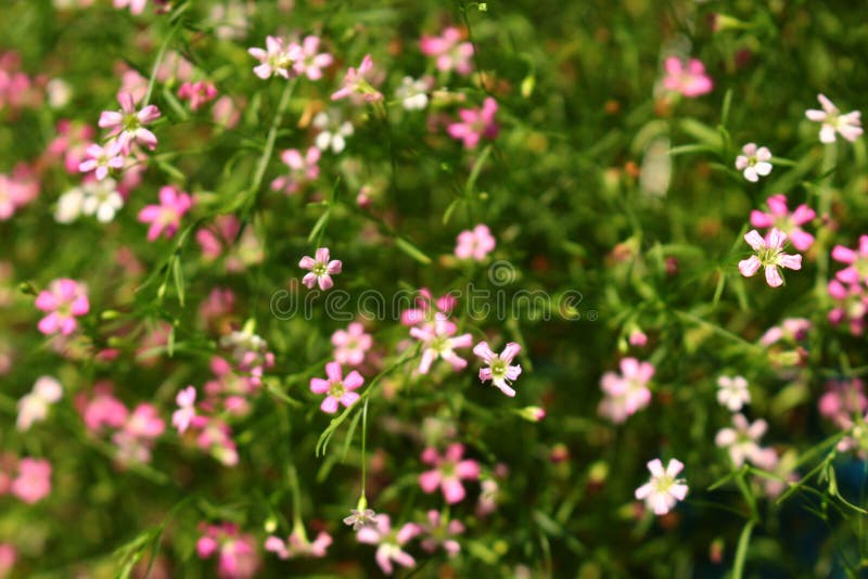 Gypso flower stock photo. Image of give, feeling, small - 95957080
