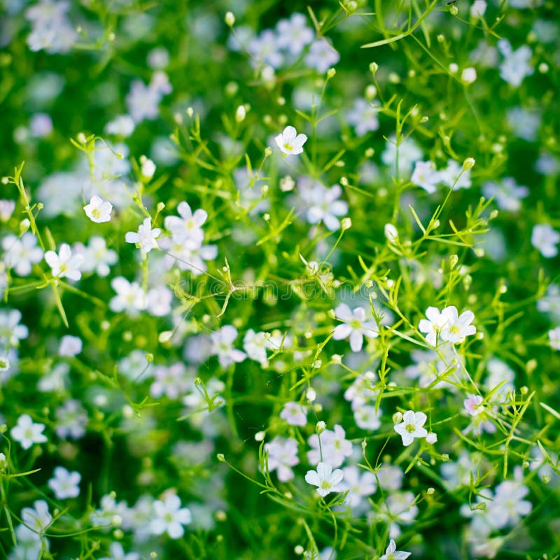 Gypsophila flower stock photo. Image of repens, elegant - 34060066