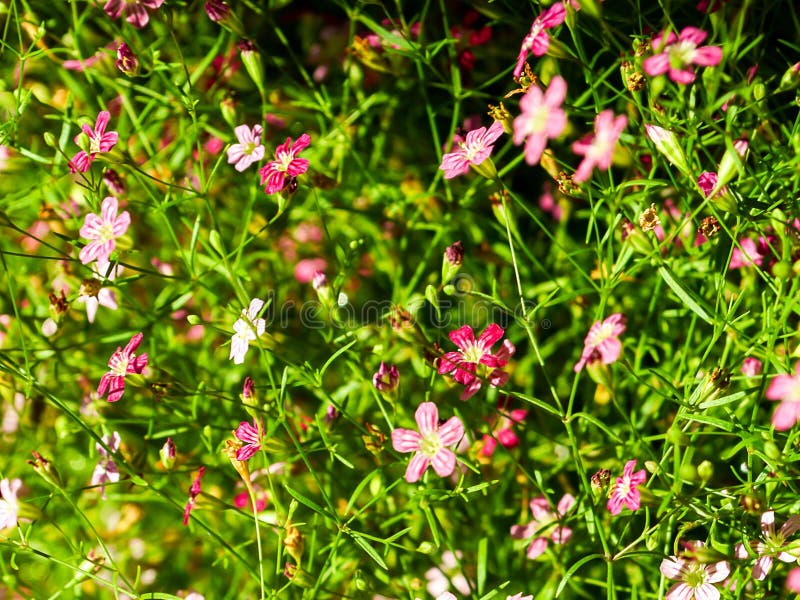 Gypsophila Flower in Garden Stock Photo - Image of petal, botany: 75996148
