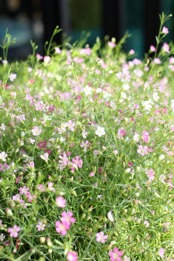 Gypsophila flowers stock image. Image of conceptual, relaxation - 36239055